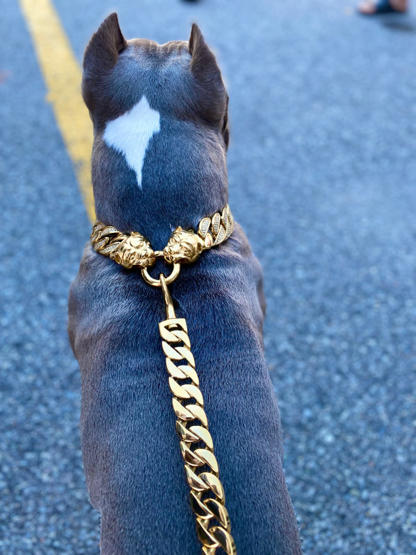 Gold Bully Studded Collar - Royal Dog Chains