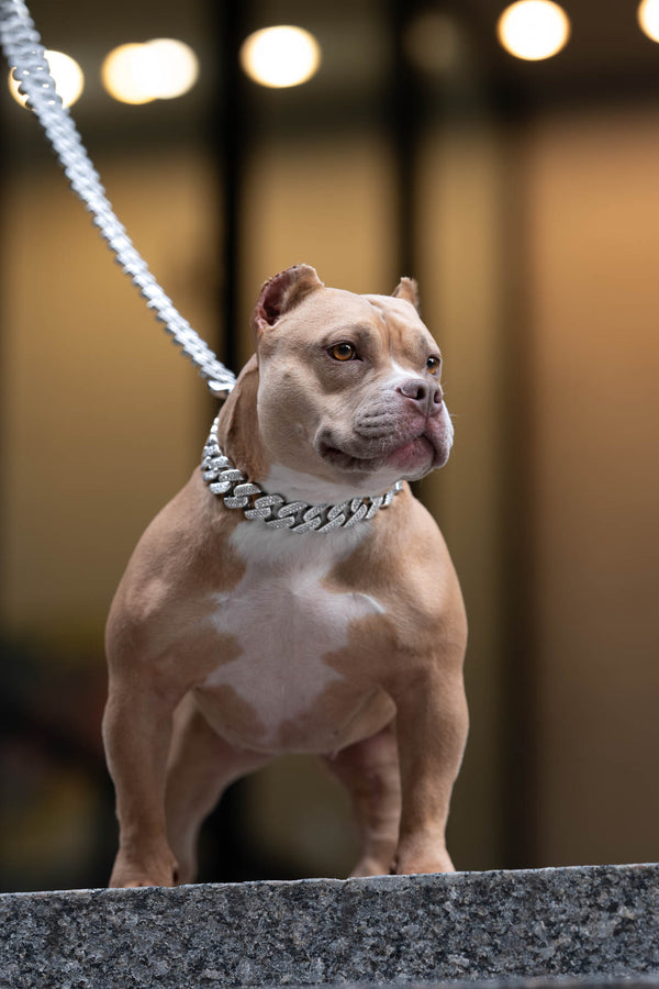 Miami Silver Leash - Royal Dog Chains